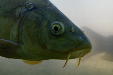 La Maison de la Rivière -"Renaturation des Cours d'Eau, Rives des Lacs ...